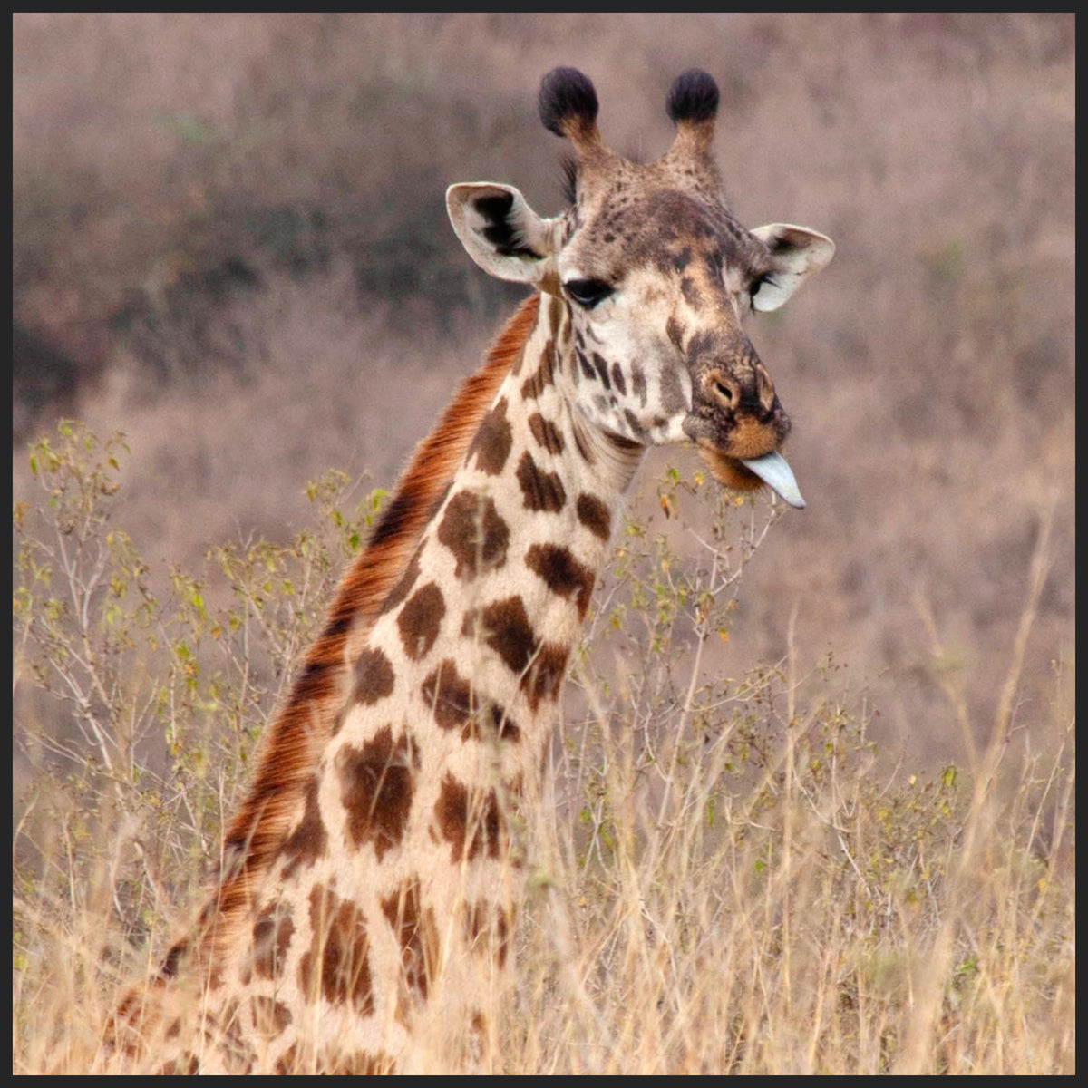 Giraffe – Breathe Together Yoga